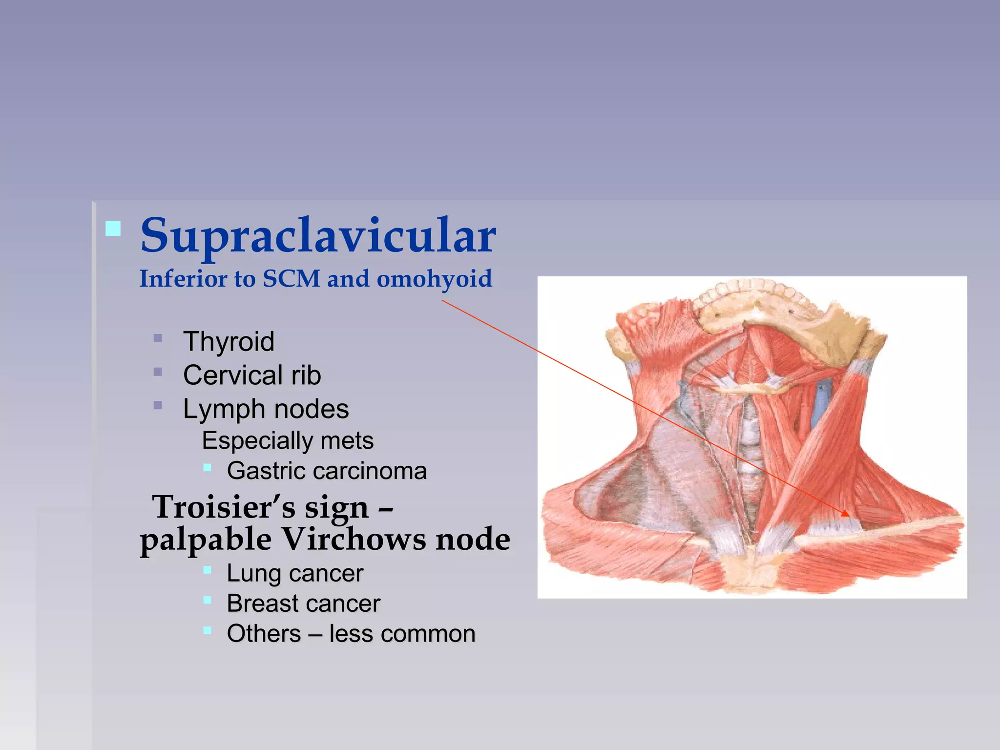 Anatomy and functions of hyoid | PPT