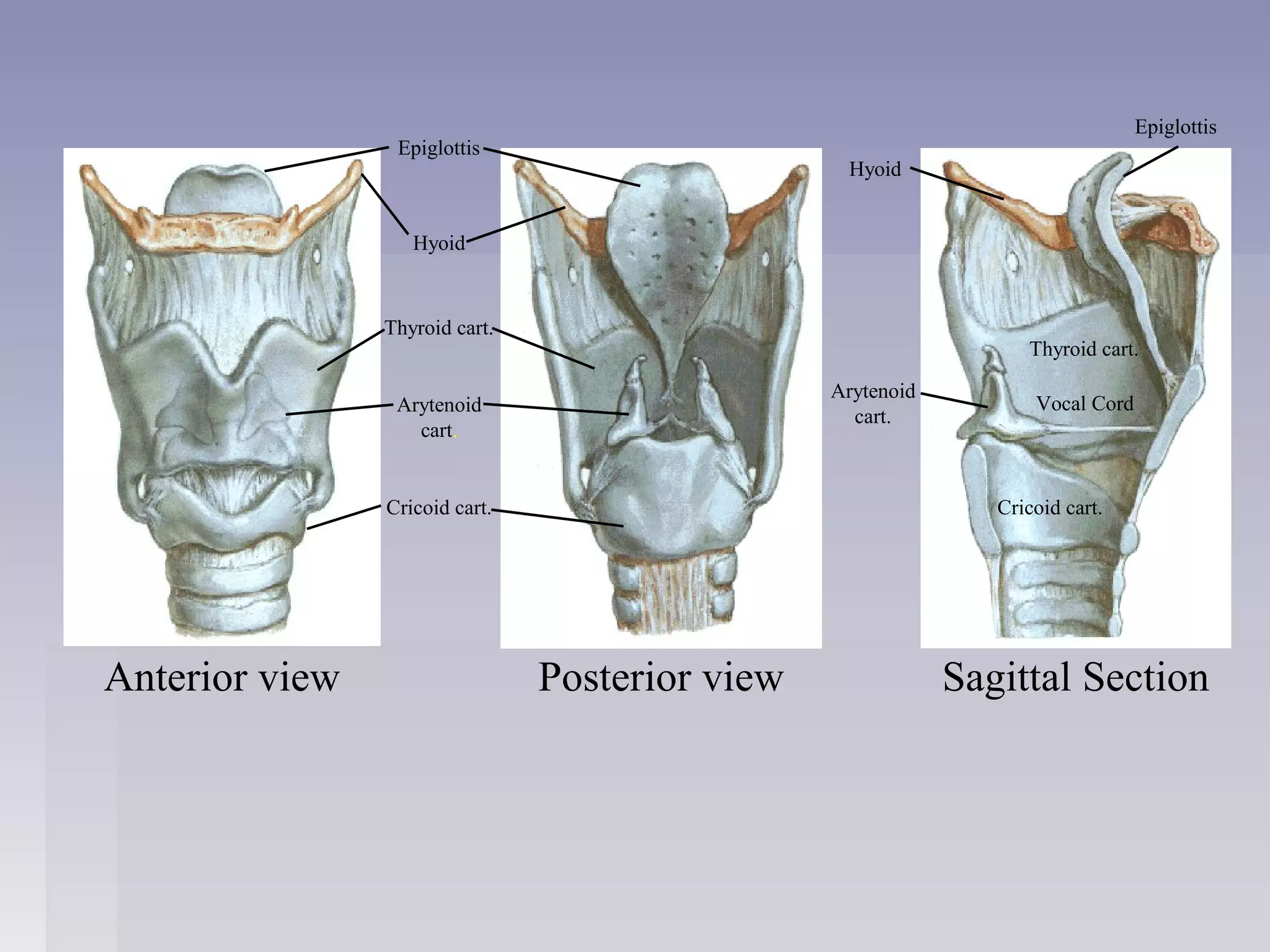 Anatomy and functions of hyoid | PPT