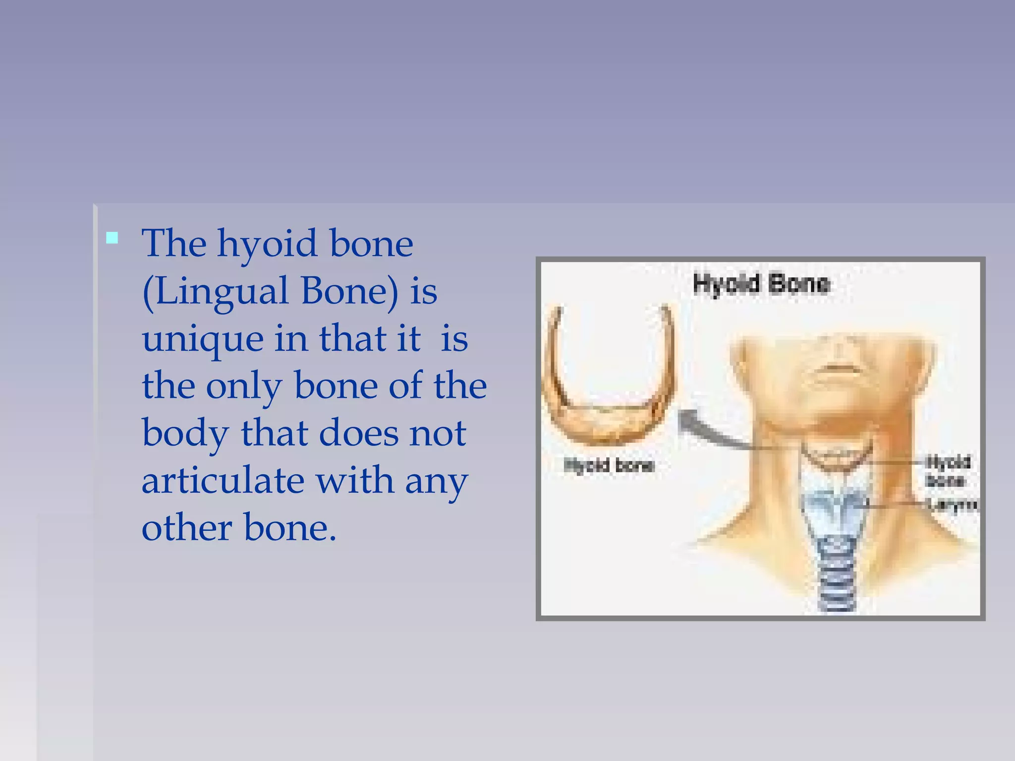 Anatomy and functions of hyoid | PPT