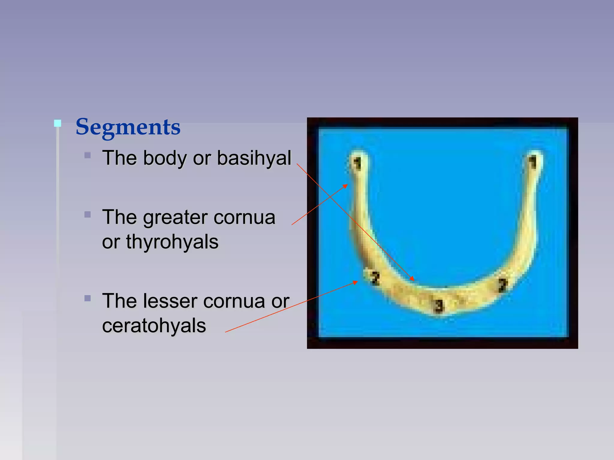 Anatomy and functions of hyoid | PPT