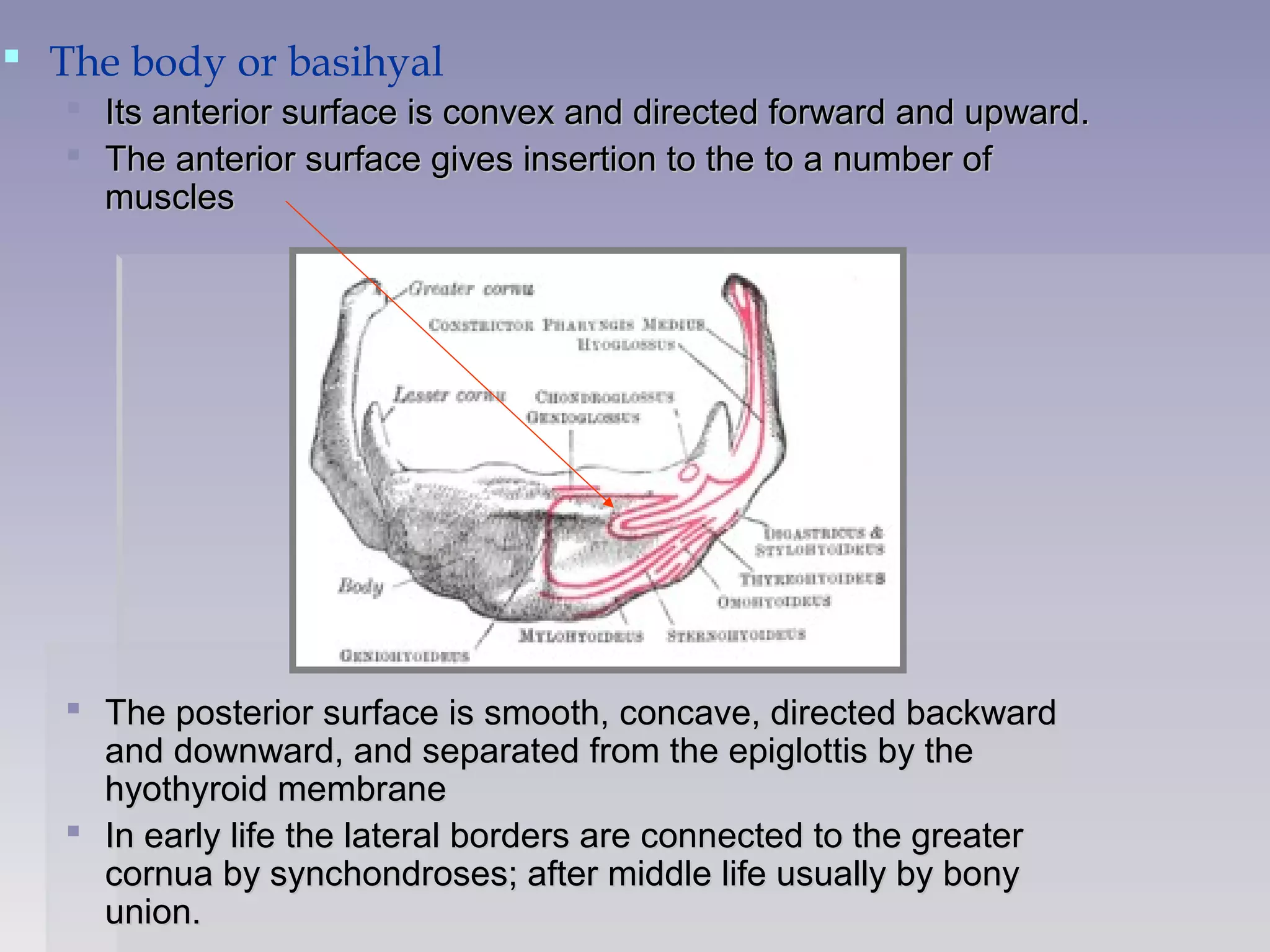 Anatomy and functions of hyoid | PPT