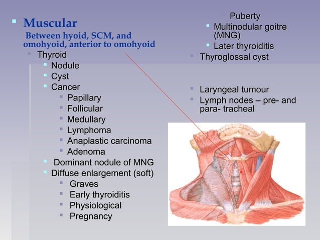 Anatomy and functions of hyoid | PPT | Thyroid Disorders | Endocrine ...