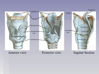 Anatomy and functions of hyoid | PPT