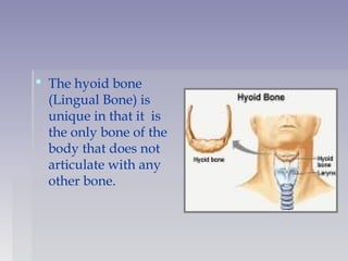 Anatomy and functions of hyoid | PPT