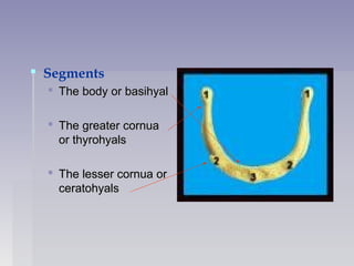 Anatomy and functions of hyoid | PPT