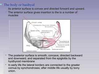 Anatomy and functions of hyoid | PPT