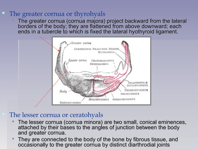 Anatomy and functions of hyoid | PPT | Thyroid Disorders | Endocrine ...