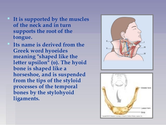 Anatomy and functions of hyoid
