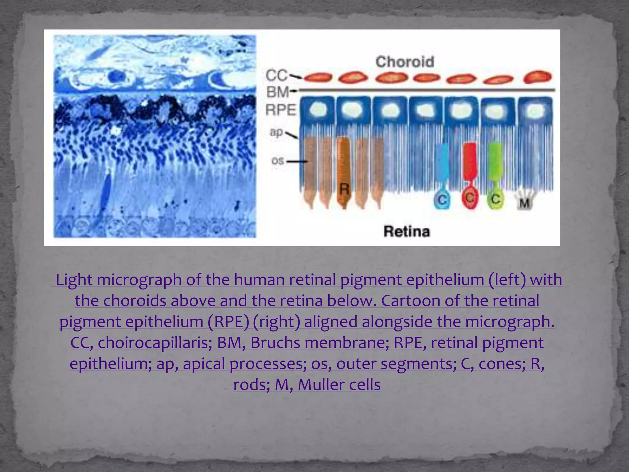 Anatomy and functions of pigmentary epithelium | PPTX