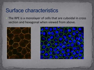 Anatomy and functions of pigmentary epithelium | PPTX