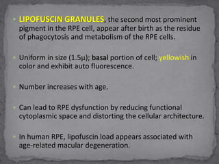 Anatomy and functions of pigmentary epithelium | PPTX