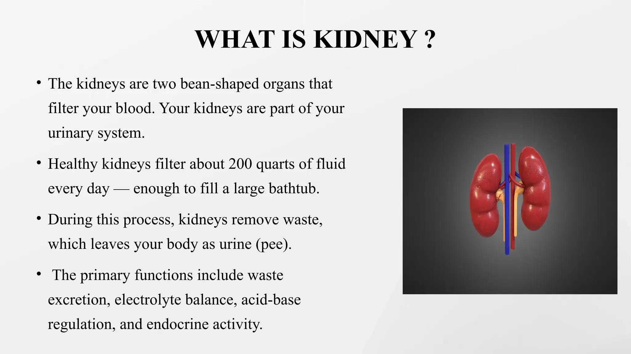 Anatomy and Functions of the Kidney.pptx