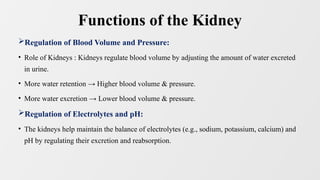 Anatomy and Functions of the Kidney.pptx