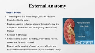 Anatomy and Functions of the Kidney.pptx