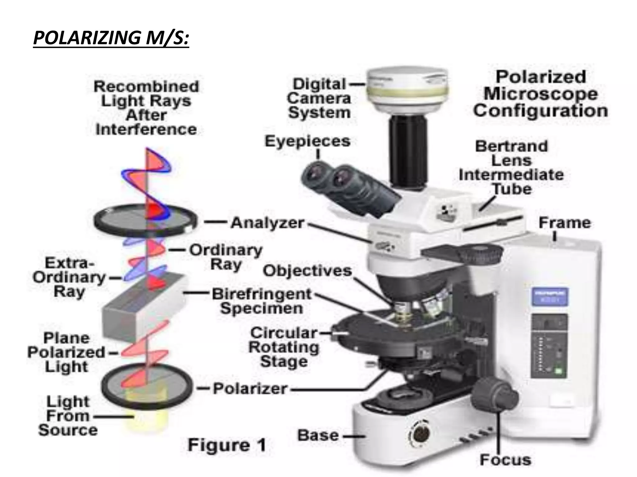 Anatomy and histology types of microscopes ppt | PPTX