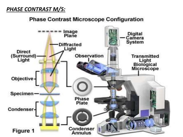 Anatomy and histology types of microscopes ppt | PPTX | Physics | Science