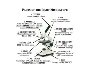 Microscope Diagram And Functions