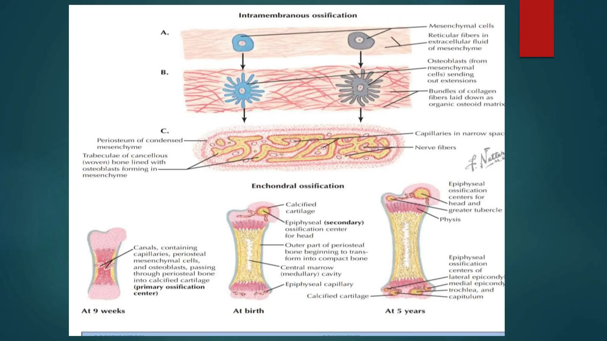 anatomy and histology of Bone-201221144633.pdf
