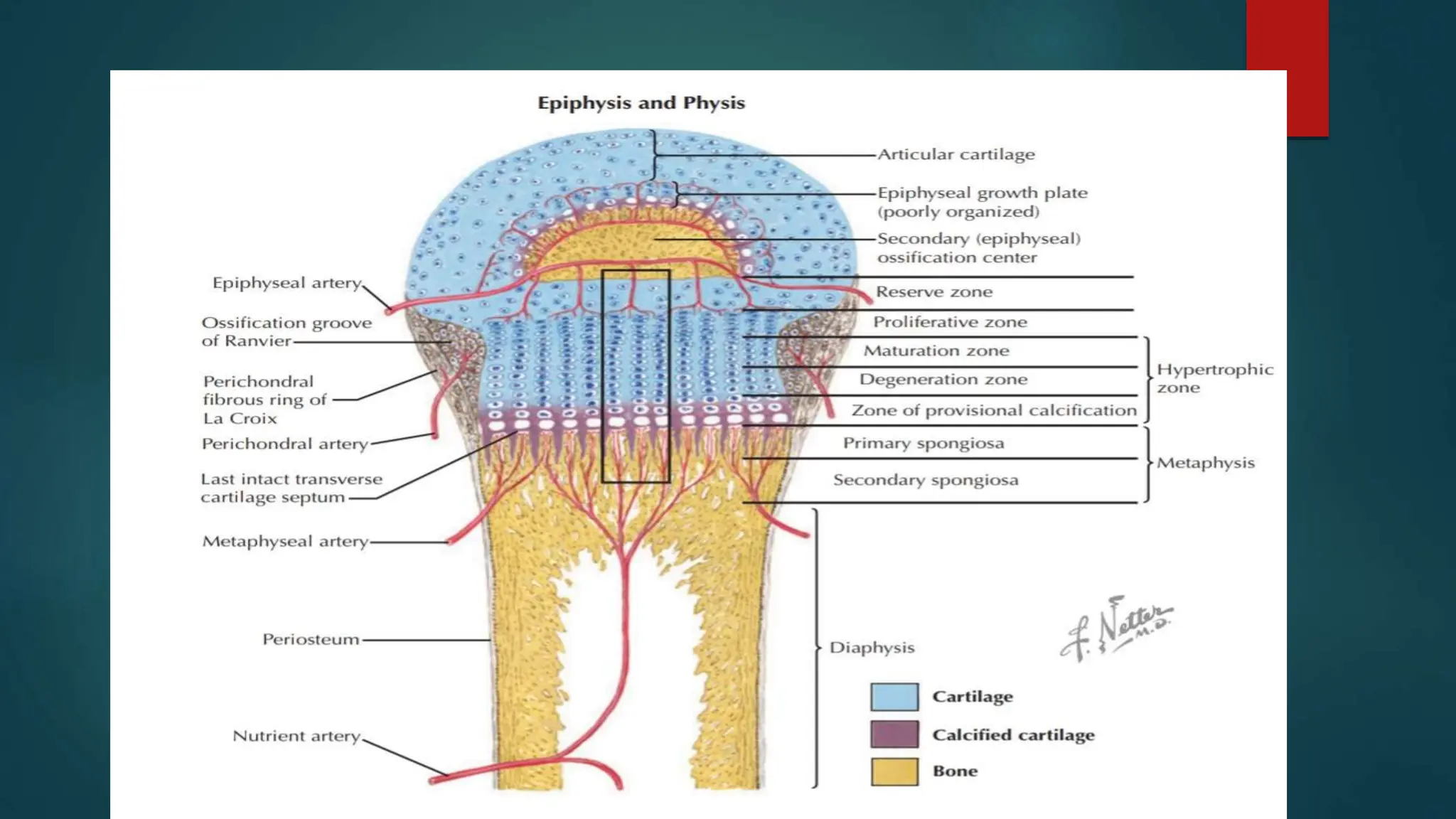 anatomy and histology of Bone-201221144633.pdf