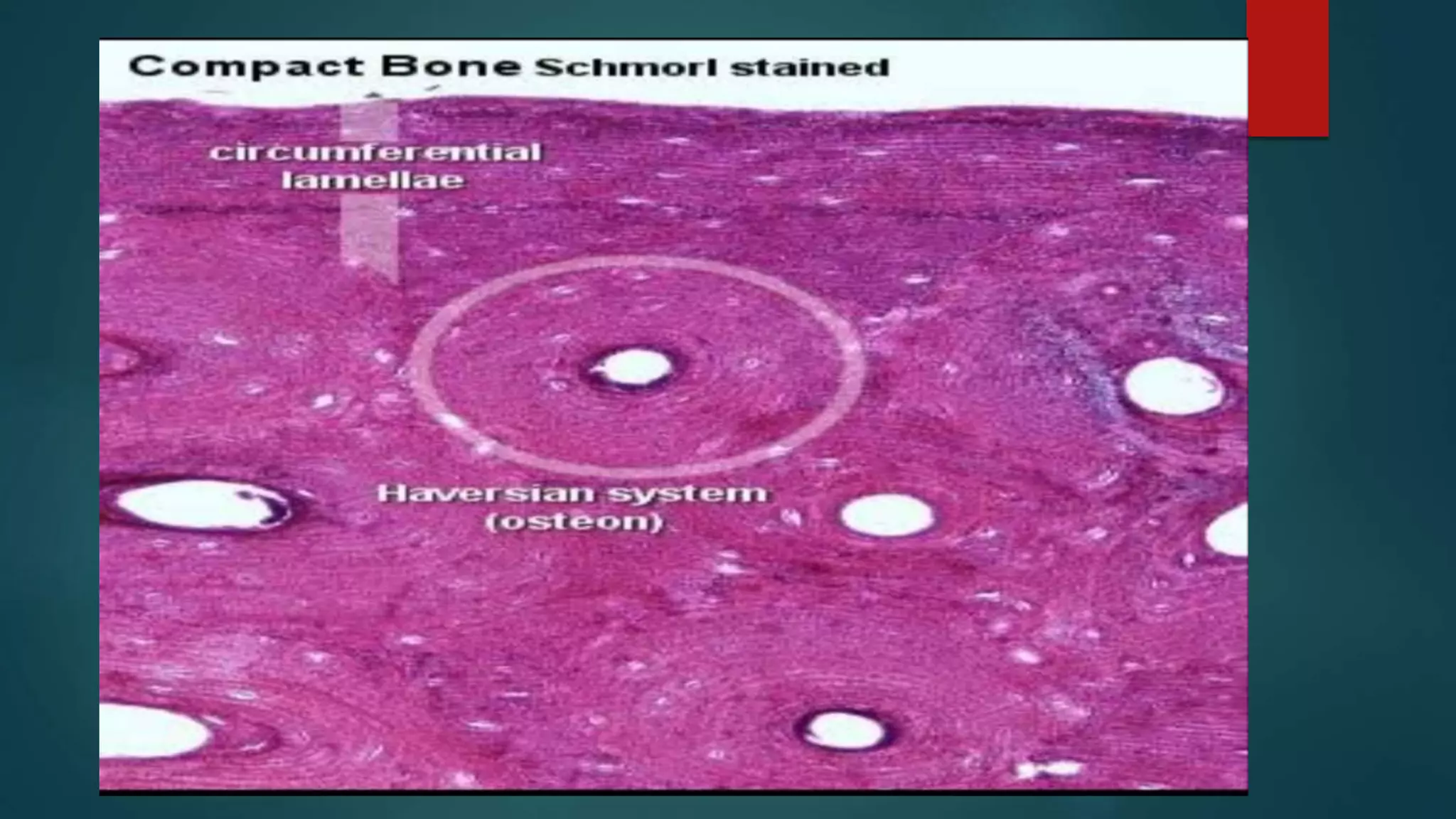 Anatomy and histology of bone | PPTX