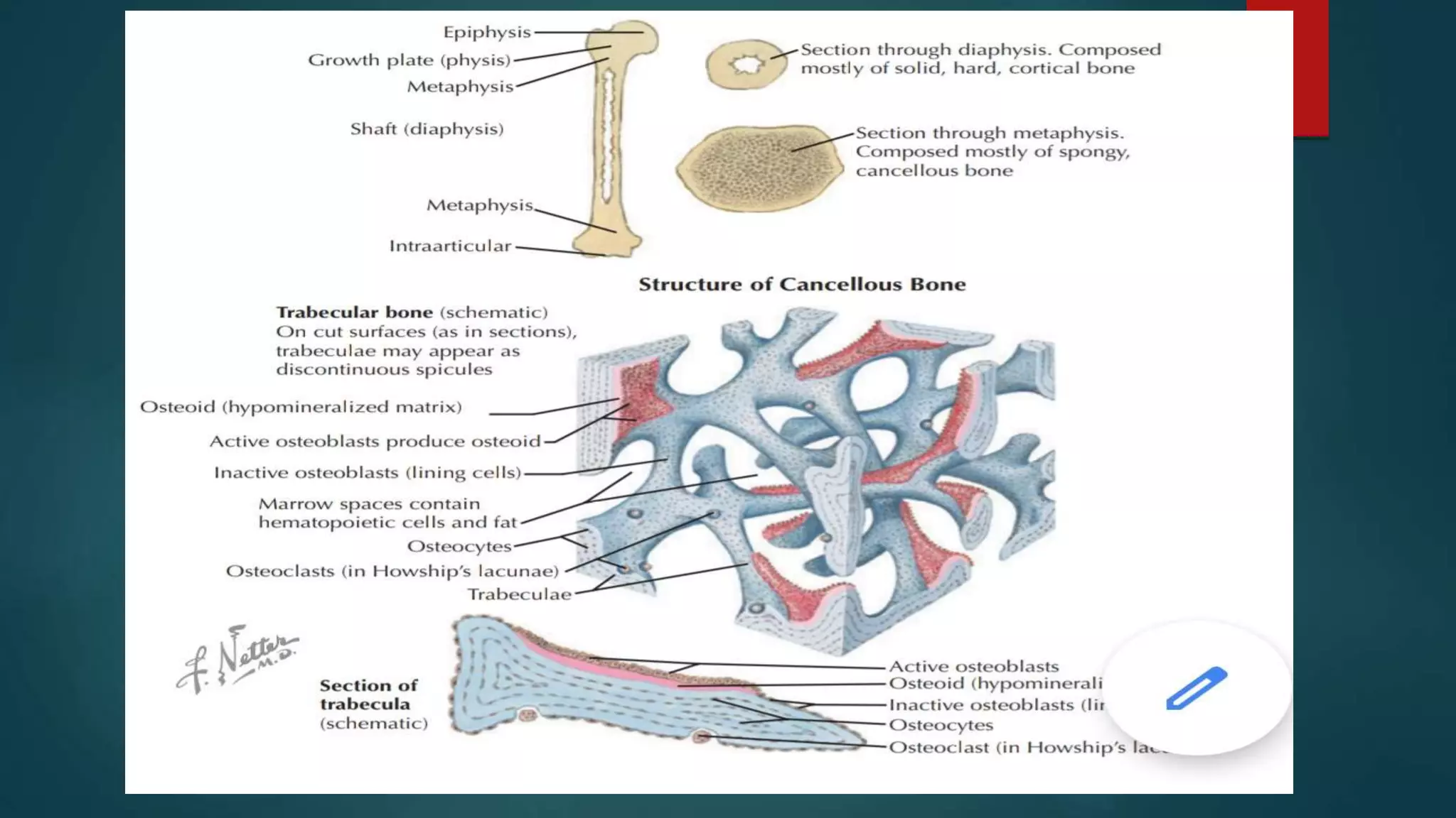 Anatomy and histology of bone | PPTX