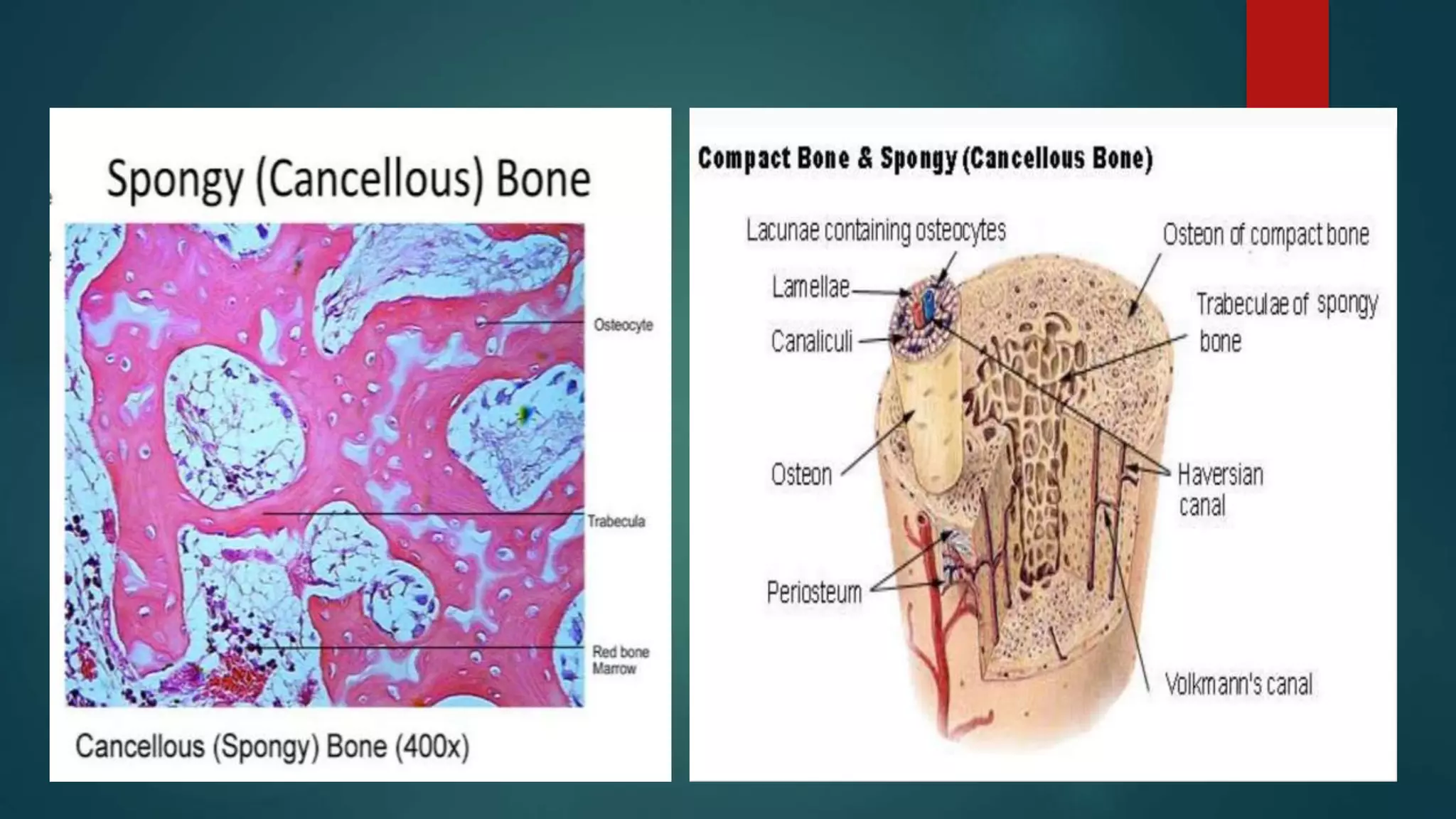Anatomy and histology of bone | PPTX