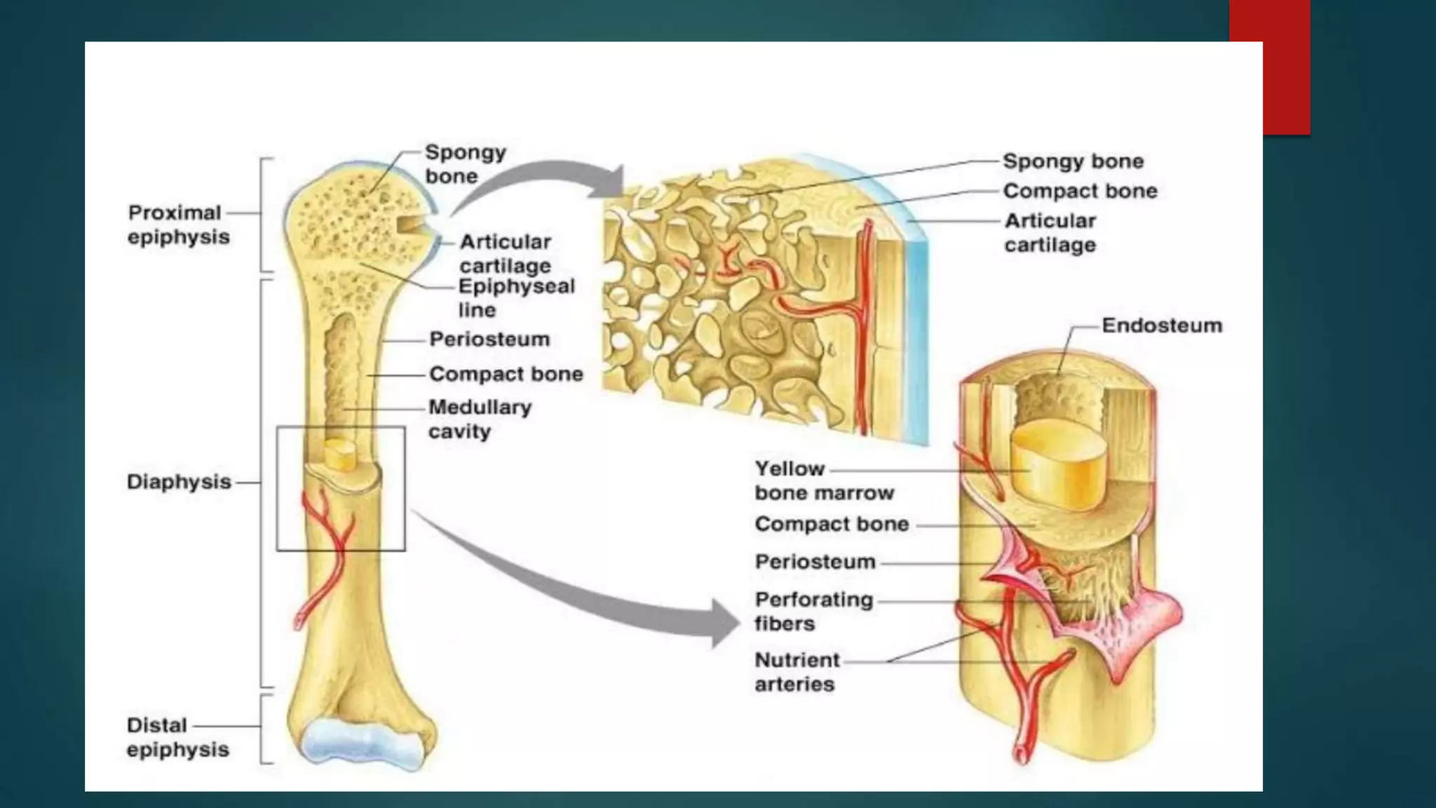 Anatomy and histology of bone | PPTX