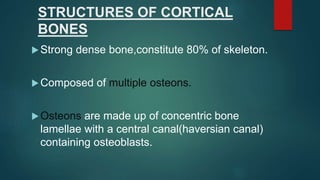 Anatomy and histology of bone | PPT