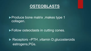 Anatomy and histology of bone | PPTX