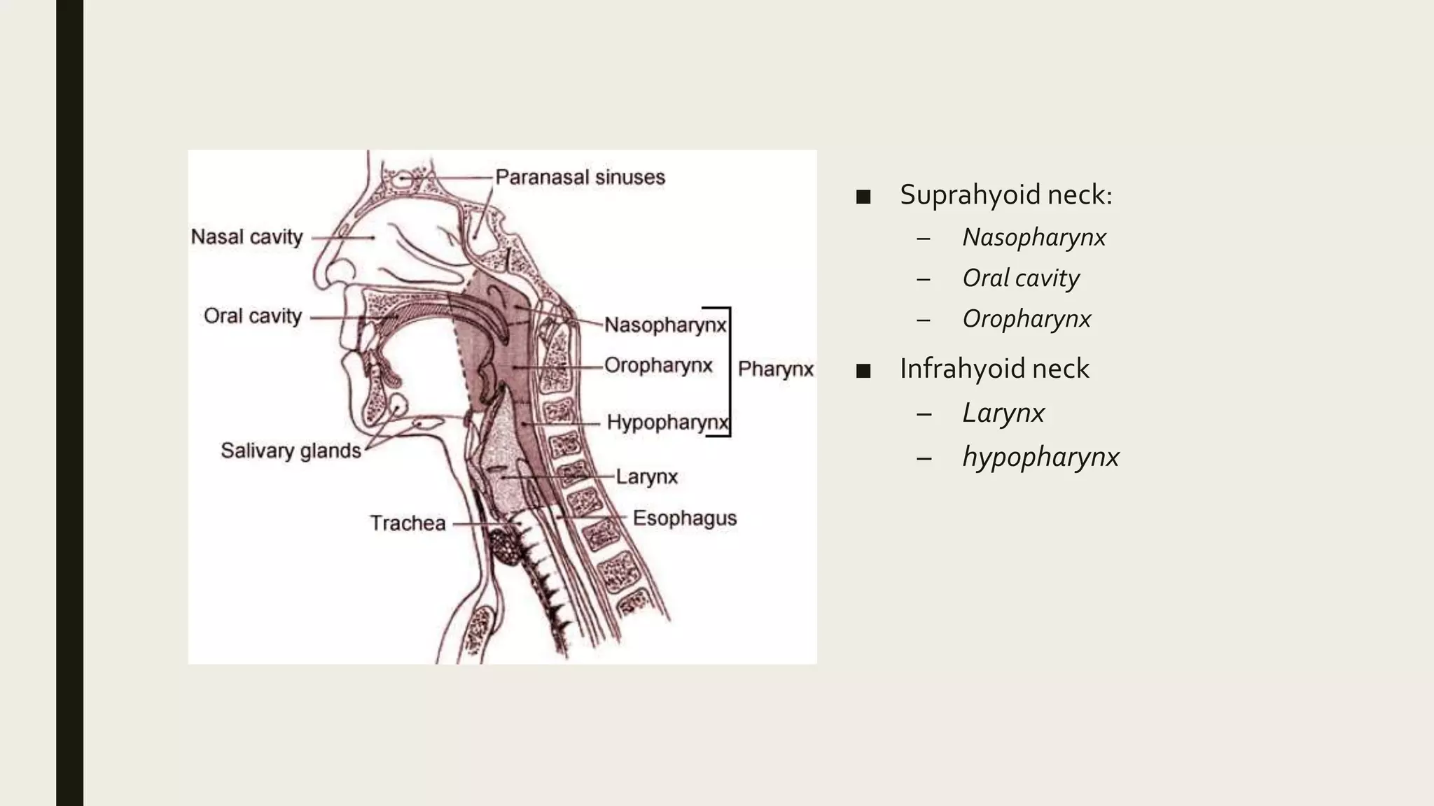 Anatomy and histology of head and neck | PPTX