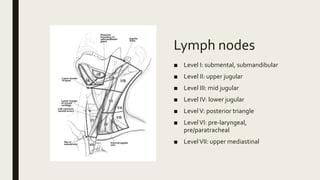 Anatomy and histology of head and neck | PPTX