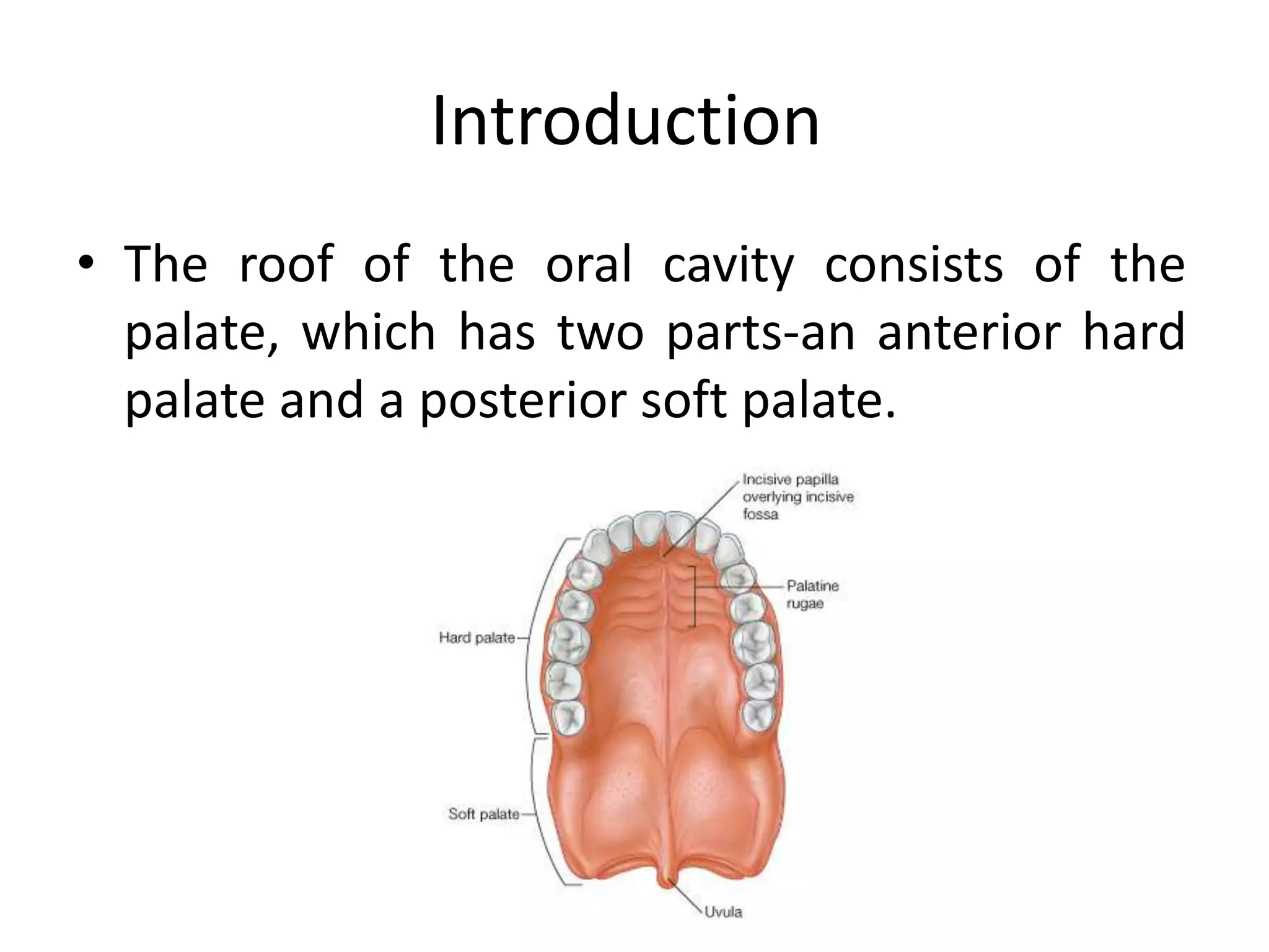 Anatomy and histology of palate | PPTX