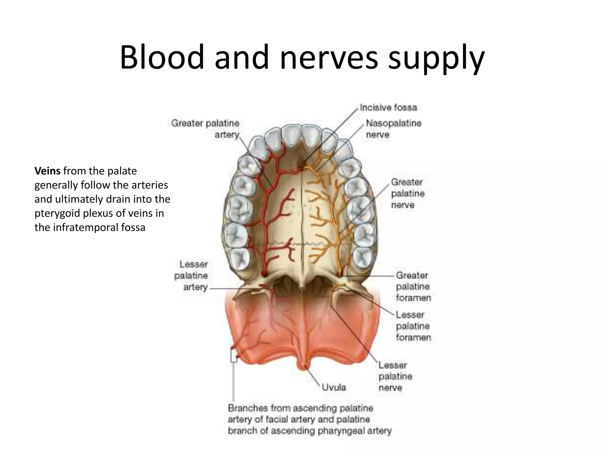 Anatomy and histology of palate | PPTX