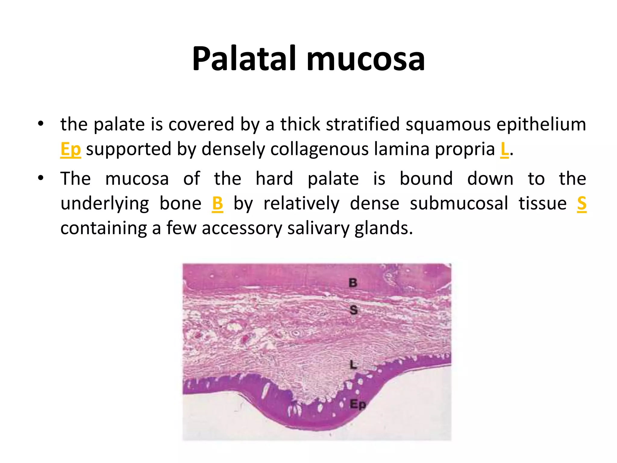 Anatomy and histology of palate | PPTX