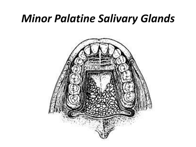 Anatomy and histology of palate | PPTX