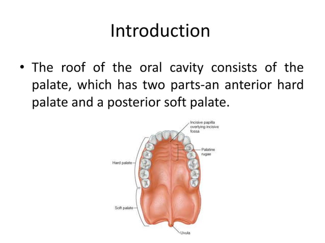 Anatomy and histology of palate | PPTX