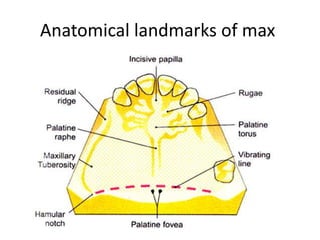 Anatomy and histology of palate | PPTX