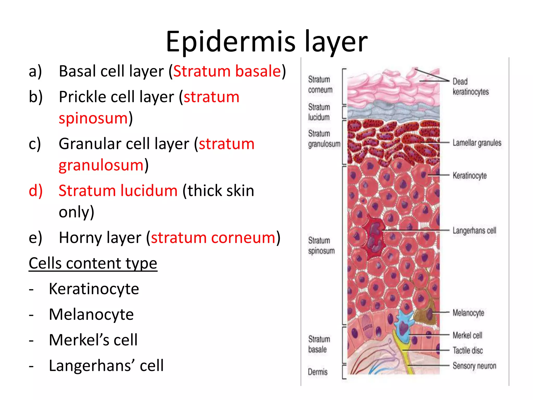 Anatomy and History taking in Dermatology.pptx