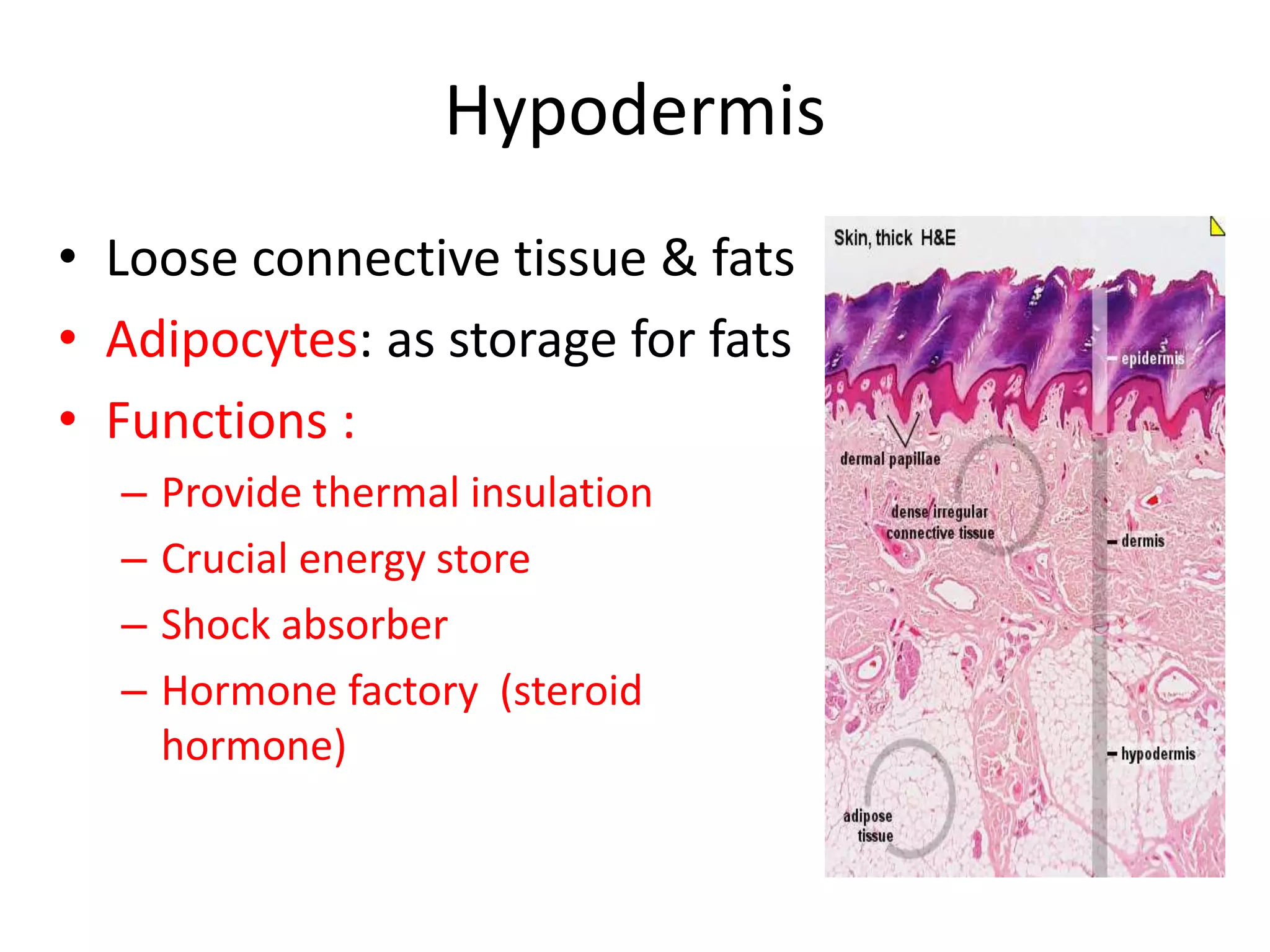Anatomy and History taking in Dermatology.pptx