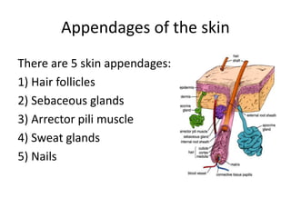 Anatomy and History taking in Dermatology.pptx