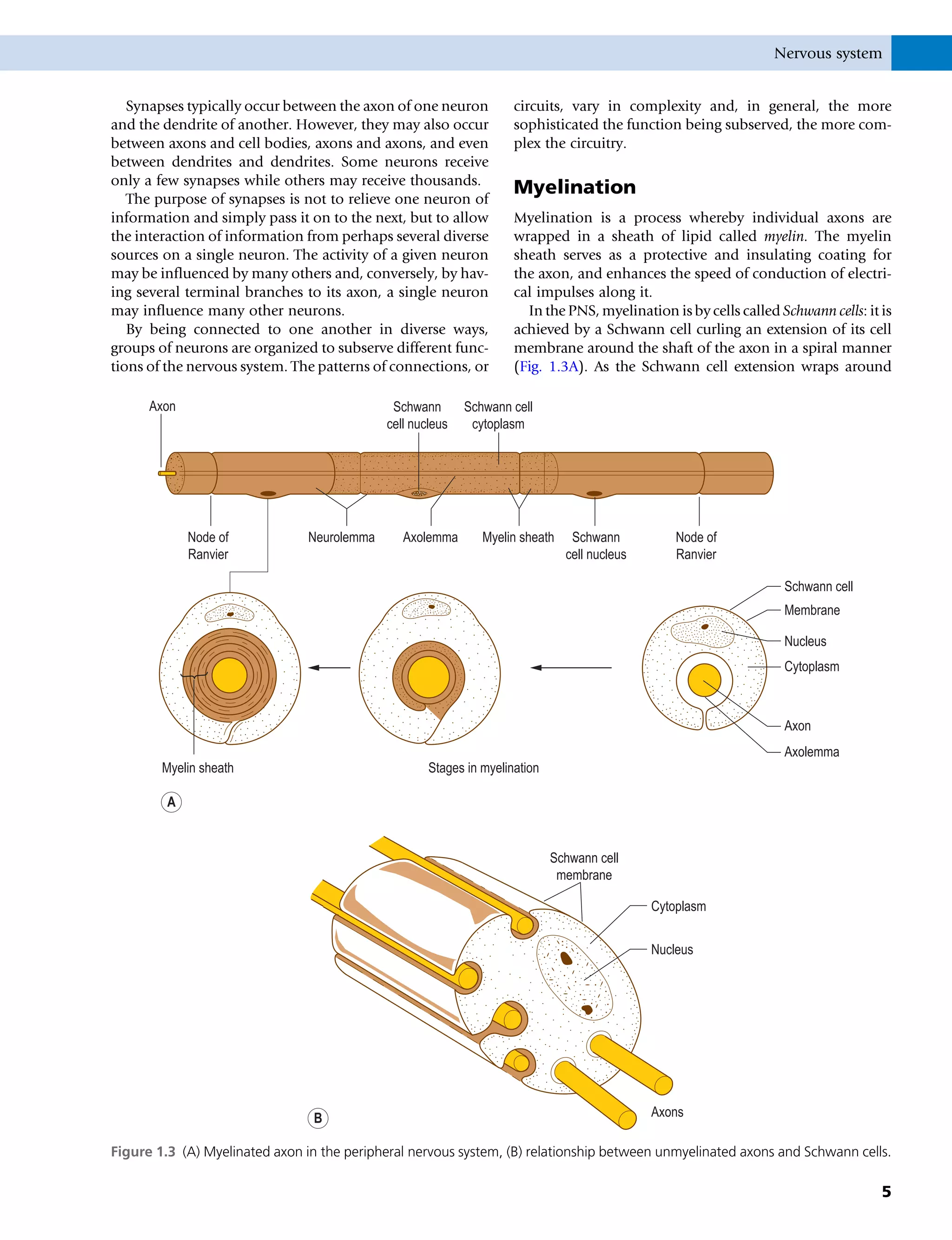 Anatomy_and_Human_Movement.pdf