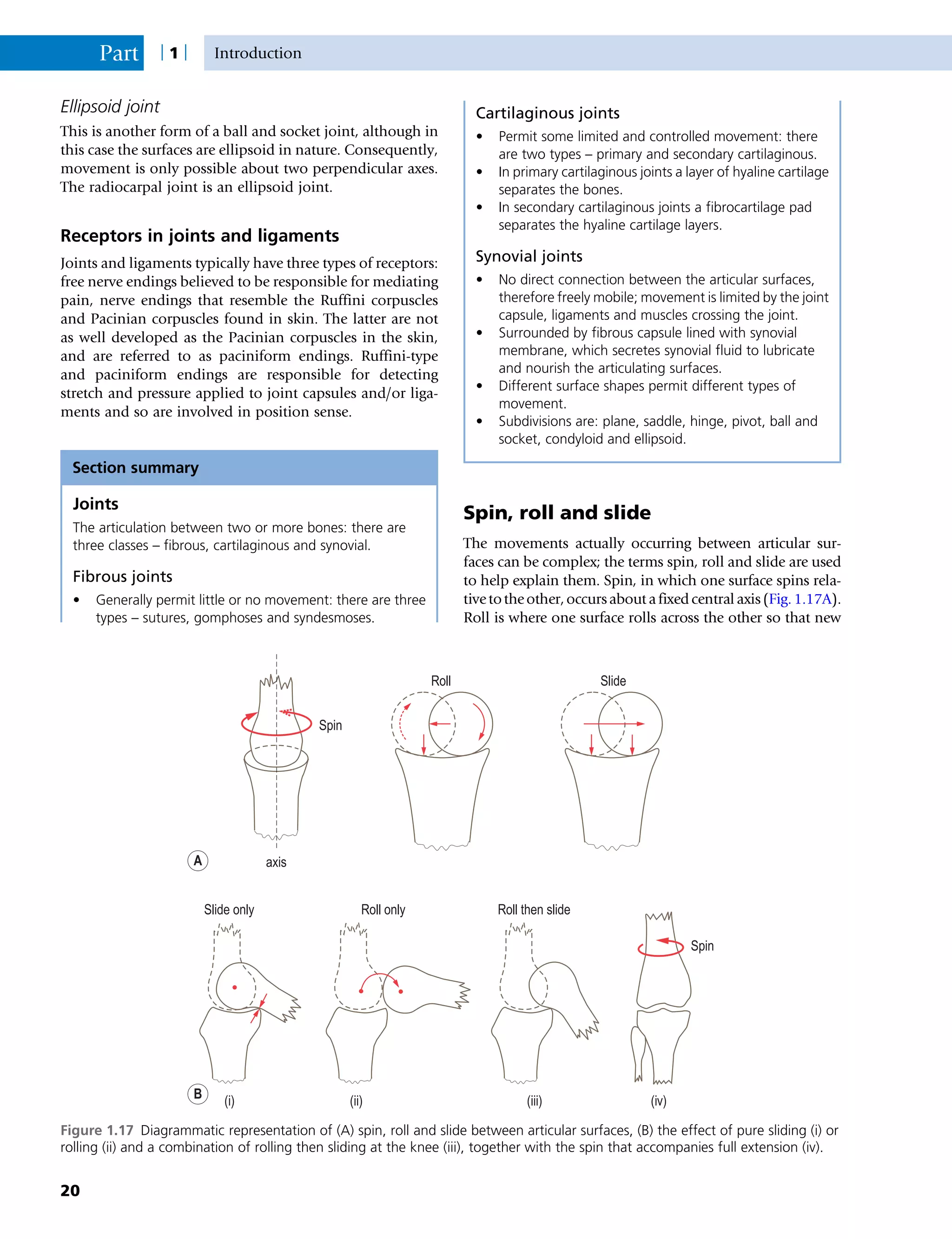 Anatomy_and_Human_Movement.pdf