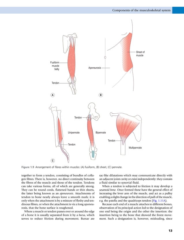 Anatomy_and_Human_Movement.pdf