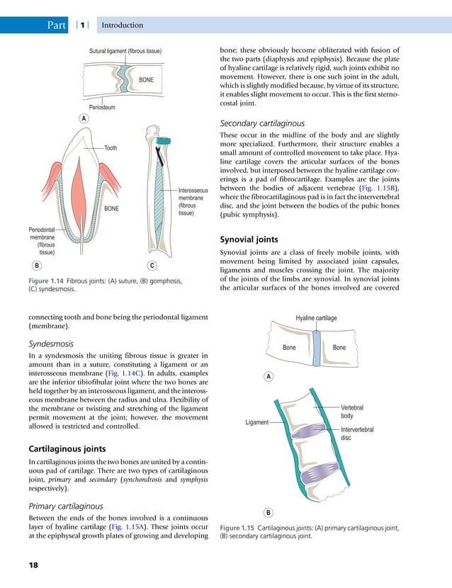 Anatomy_and_Human_Movement.pdf