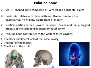 Anatomy and image interpretation of facial bone | PPTX