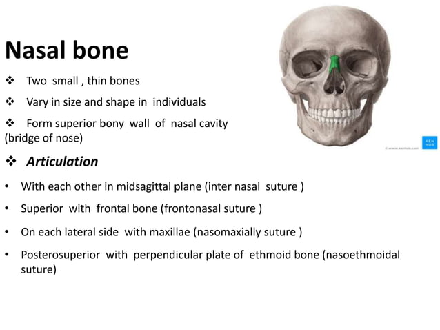 Anatomy and image interpretation of facial bone | PPTX | Death, Injury ...