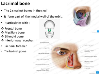 Anatomy and image interpretation of facial bone | PPTX