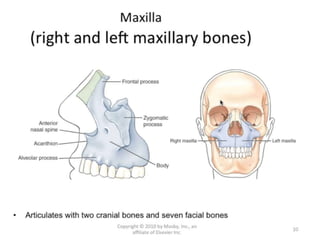 Anatomy and image interpretation of facial bone | PPTX