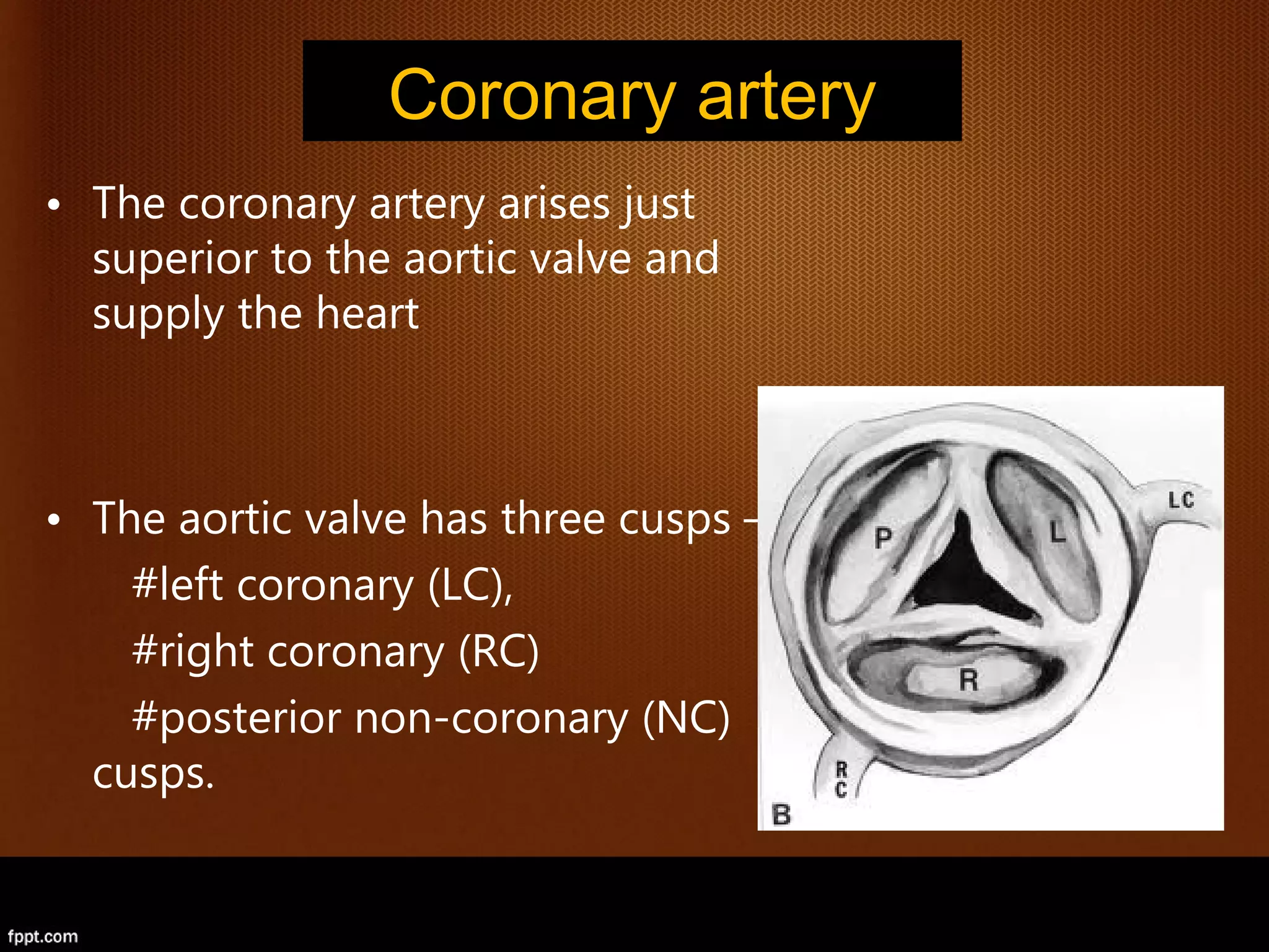 Anatomy and imaging of coronary artery disease with | PPT
