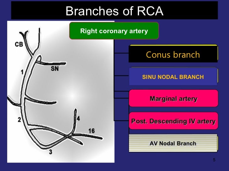 Anatomy and imaging of coronary artery disease with